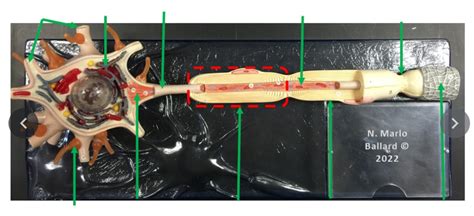 neuron structure diagram quizlet