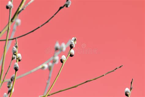 Branches Of Pussy Willow On Background Of Blue Sky Stock Image Image