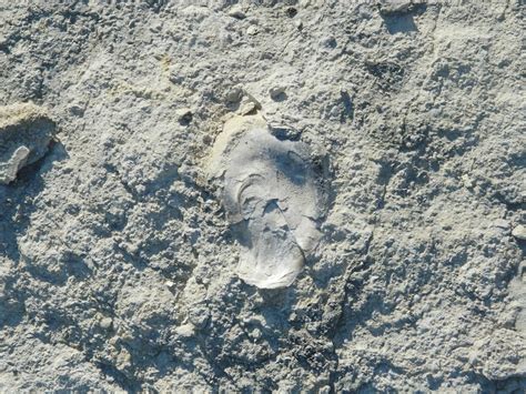 Need Help Identifying Fossils Central Texas Fossil ID The Fossil Forum