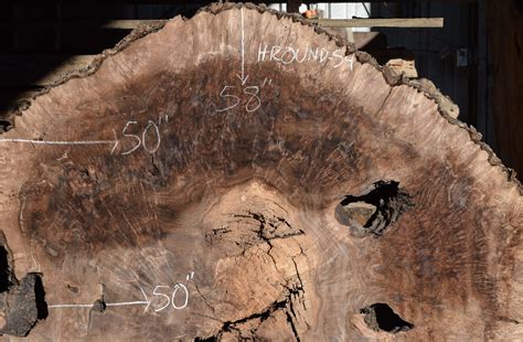Hround 54 Large Claro Walnut Burl Cookie Slab