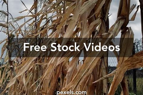 Dry Maize Fields Videos Download The Best Free 4k Stock Video Footage