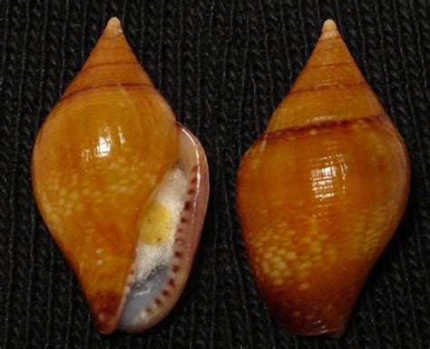 Columbella Xiphitella 3292530