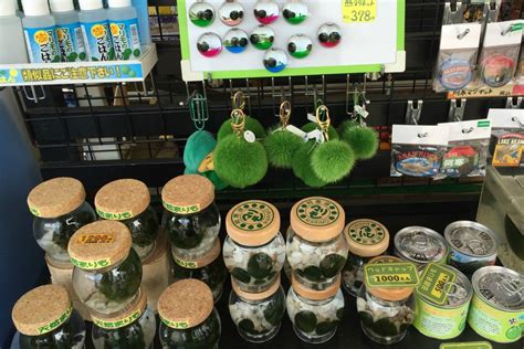 Marimo The Latest Japanese House Plant Trend Kulture Kween