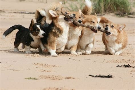 Hella Heaven The Four Dogs Working In Team