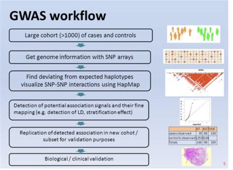 lecture 12 gwas wes wgs flashcards quizlet