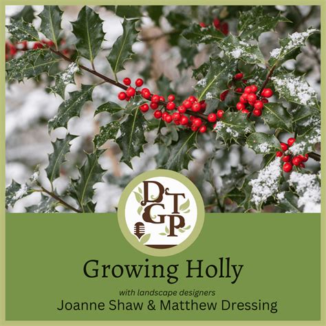 Growing Holly Down Earth Down Earth