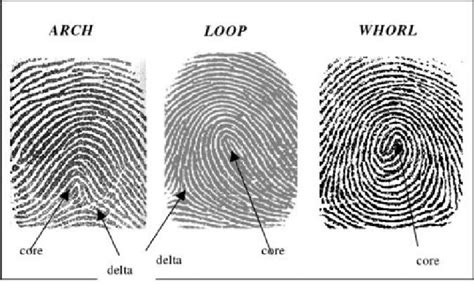 Basic Types Of Fingerprint Patterns Free Math Worksheet Printable