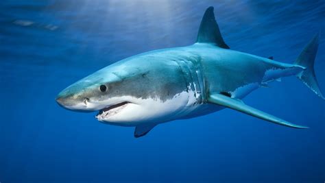Vor Den Augen Ihrer Eltern Weisser Hai Tötet 17 Jährige Surferin Blick
