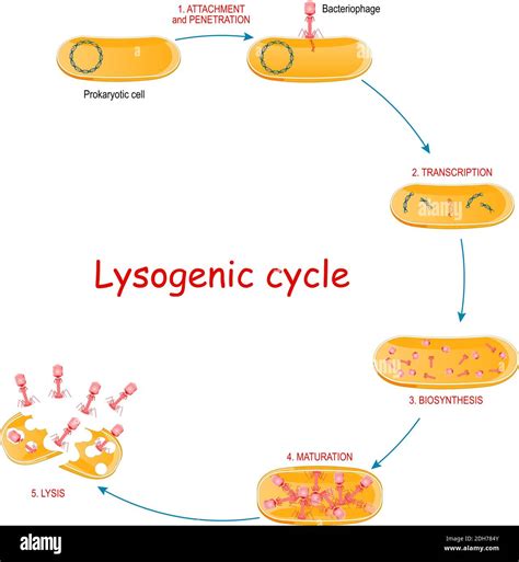 lytic cycle diagram 5 steps