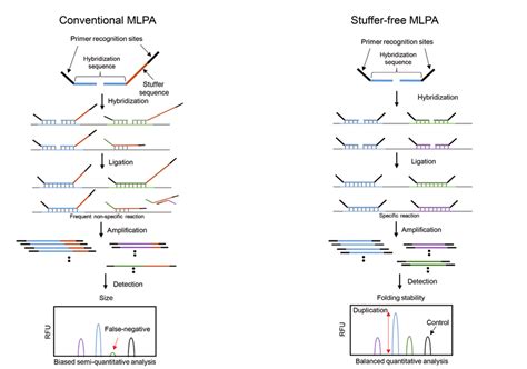 Multiplex Ligation Dependent Probe Amplification Mlpa Technology For Download Scientific