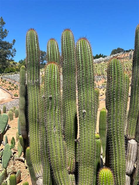 Golden Torch Cactus Echinopsis Spachiana Cactuswarehouse