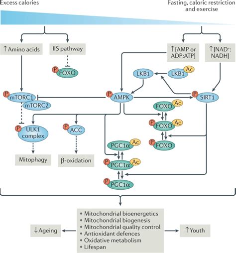 Mitochondrial And Metabolic Dysfunction In Ageing And Age Related Diseases Published 2022 02
