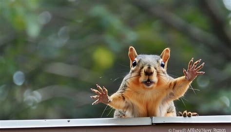 Surprised Squirrel Caught In A Human Like Moment Premium Ai Generated