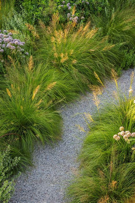Native Grass Species