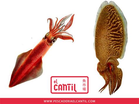 Sepia Y Calamar Parecidos Y Diferencias Pescaderia El Cantil