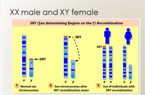 Cell Bio 18 19 Sexual Differentiation Flashcards Quizlet
