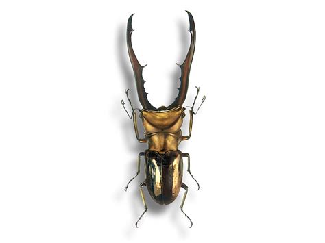 Cyclommatus Metallifer Finae 85mm Huge Stag Beetle Unmounted In Usa Ebay