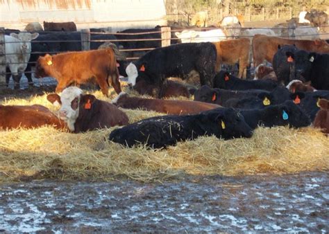 Strategic Feedlot Bedding Drovers