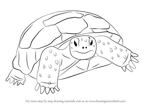 Learn How To Draw A Gopher Tortoise Turtles And Tortoises Step By Step Drawing Tutorials Learn How To Draw A Gopher Tortoise Turtles And Tortoises Step By Step Drawing Tutorials