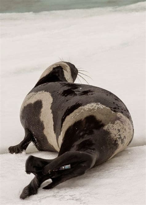 The Ribbon Seal The Seal With Stripes The Ark In Space