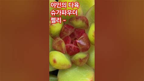 행복 가득한 밤 꿀잠 하세요 ~ 이찬원 파종이 실생 다육 다유기 다육이 다육식물 반려식물 다육판매 다육이판매 다육이키우기 다육인스타그램 매혹이 청주