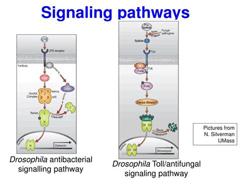 Ppt High Throughput Cell Based Assays Powerpoint Presentation Free