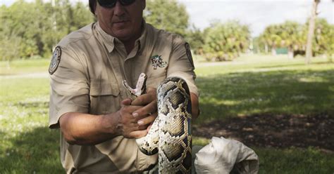 Step By Step How To Catch A Python If You Dare