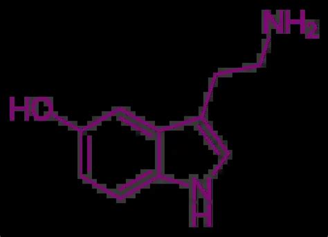 5 Ht 5 Hydroxytryptamine Serotonin Synthesis And Functions