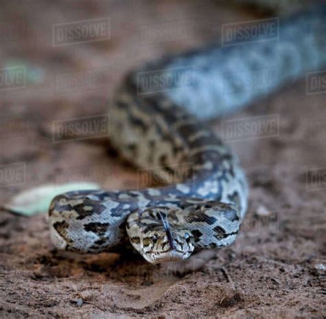 African Rock Python Ready To Strike Stock Photo Dissolve