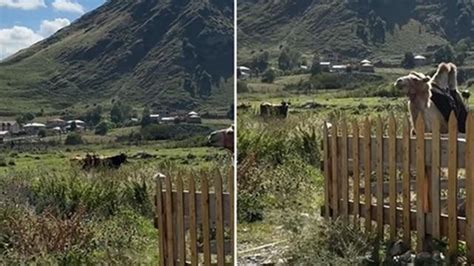 ვიდეო “აქლემი და გაოცებული ძროხები“ ყაზბეგიდან სახალისო კადრები ვრცელდება