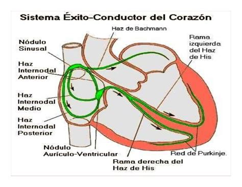 Anatodinamicuvm Sistema Cardiovascular