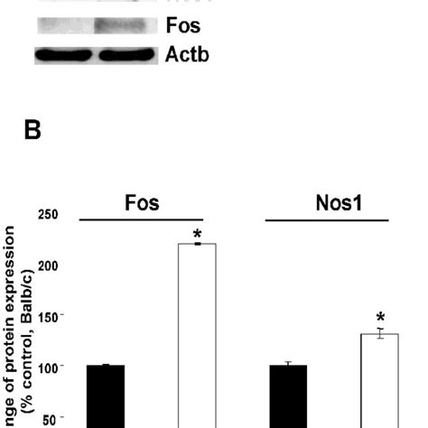 Optical Density Of Nadph Diaphorase Positive Neurons In The Download Scientific Diagram