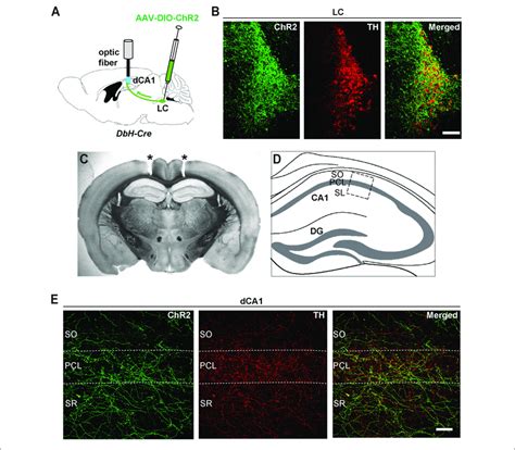 Viral Expression Of Chr2 Eyfp Shows Noradrenergic Innervation Of