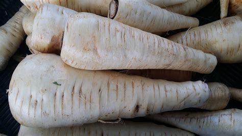 7 Health Benefits Of Parsnip 7 Health Benefits Of Parsnip