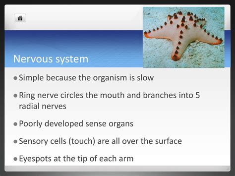 Ppt Echinoderms Powerpoint Presentation Free Download Id 2265862