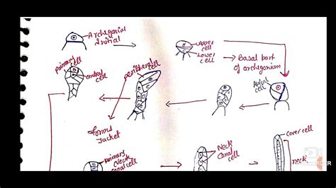 Science Biology Funaria Mosses Vegetative Reproduction Sexual