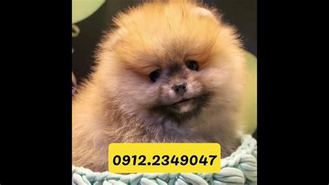 فروش انواع توله پامرانین خرسی عروسکی و روباهی🐻بازدید حضوری☎️0912