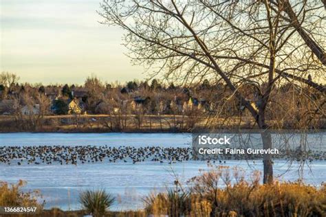 캐나다 거위가 물을 맑게 하기 위해 개구부에서 얼음 호수에 누워 있는 퀸시 저수지 풍경 오로라 콜로라도에 대한 스톡 사진 및 기타 이미지 오로라 콜로라도 저수지