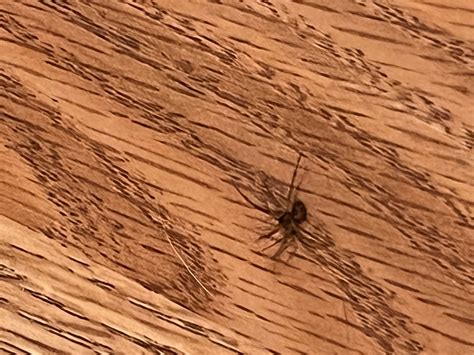 Triangulate Cobweb Spider Not The Best Pic Rspiders