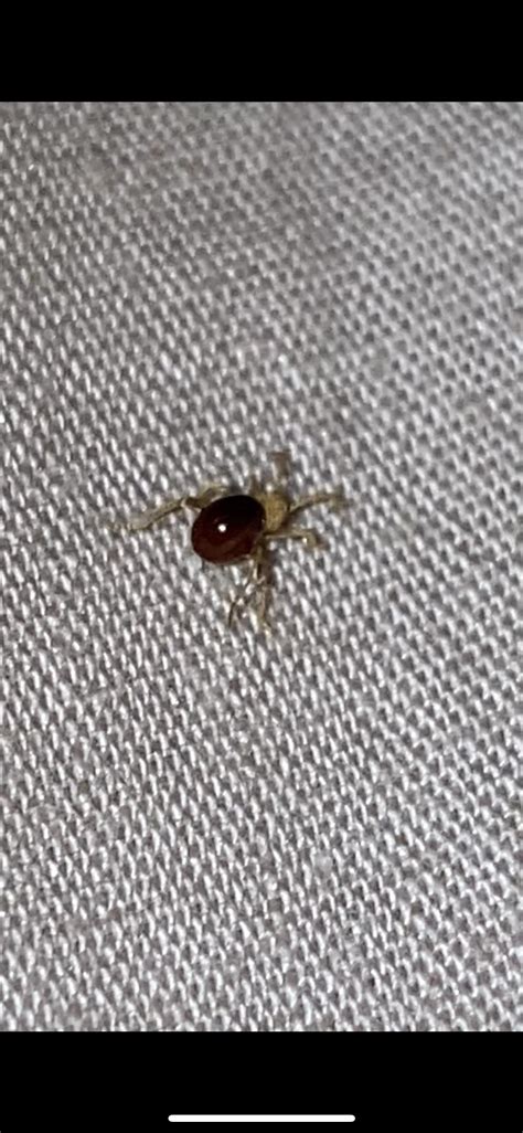Anyone Know What This Is Its Small And It Was On My Bed R Bugsarefuckingstupid