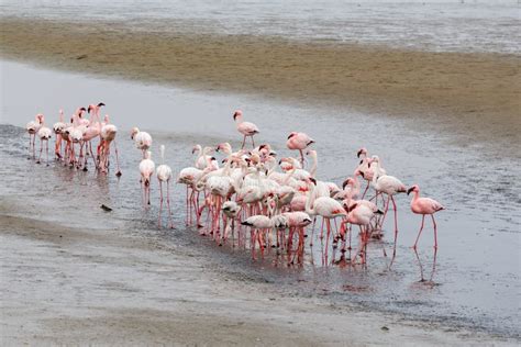 Colony Of Rosy Flamingo Africa Wildlife Stock Image Image Of