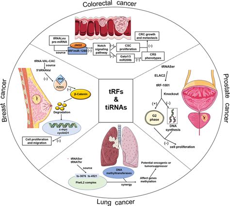 The Role Of Tsrna In Cancers Tsrnas Are Dysregulated In Cancers Download Scientific Diagram