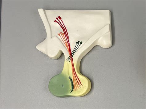 Pituitary Gland Diagram Quizlet Pituitary Gland Diagram Quizlet