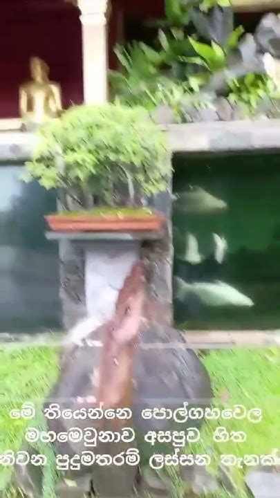 ගිහින් තියෙනවාද 🤫මේ ලස්සන තැනට Shorts Srilanka Youtube