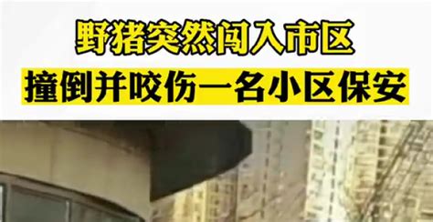 惊险野猪闯入武汉市区撞倒并咬伤保安 警察已到场处置 腾讯新闻