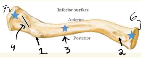 Osteology Appendicular Skeleton Flashcards Quizlet