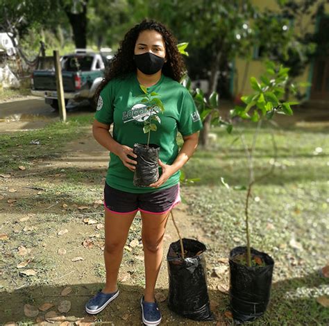 Caribbean Tree Planting Organizations Tree Planting Agroforestry