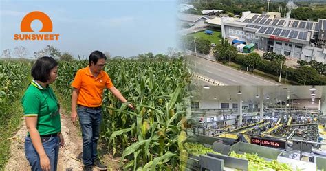 Sun ลุยวิจัย พัฒนา “ข้าวโพดหวาน” เพิ่มมูลค่าผลผลิต
