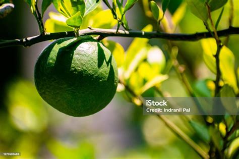 정원에 있는 나무 의 가지에 매달려 신선한 육즙 녹색 오렌지 레몬의 사진을 닫습니다 흐릿하고 화창한 여름 자연 배경에 잎이있는 생 과일 식물 텍스트공간을 복사합니다 0명에