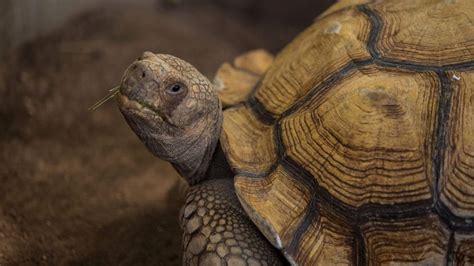 Tortoise Lifespan How Long Can A Tortoise Live The Turtle Hub